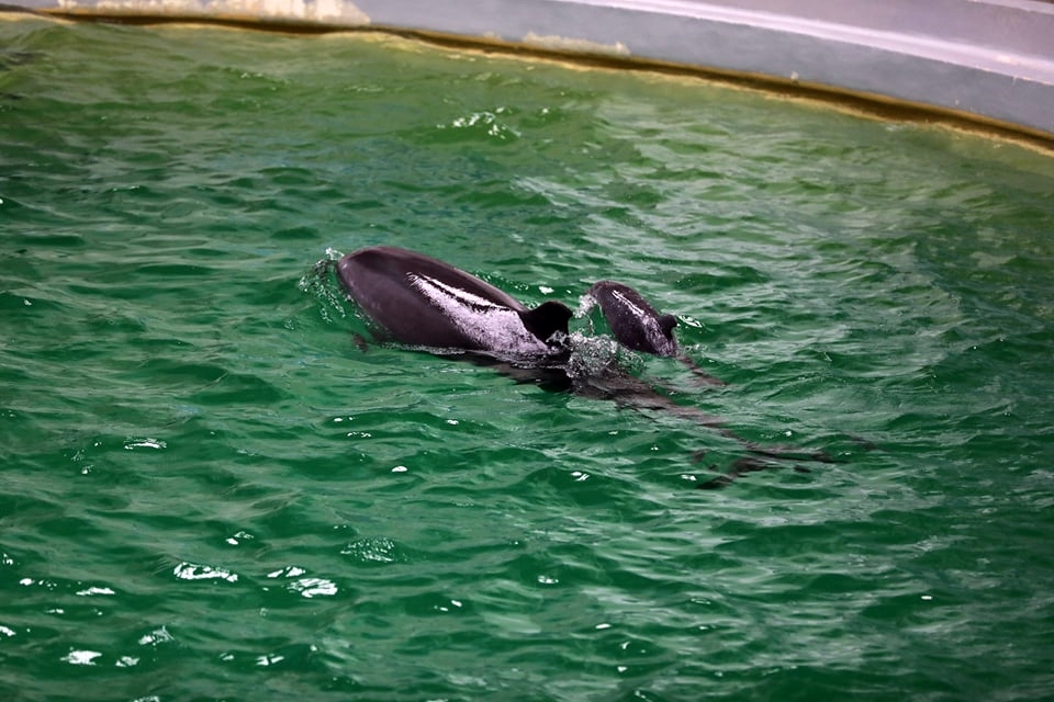 Primul pui de delfin născut în captivitate, în România - Radio Romania Cluj