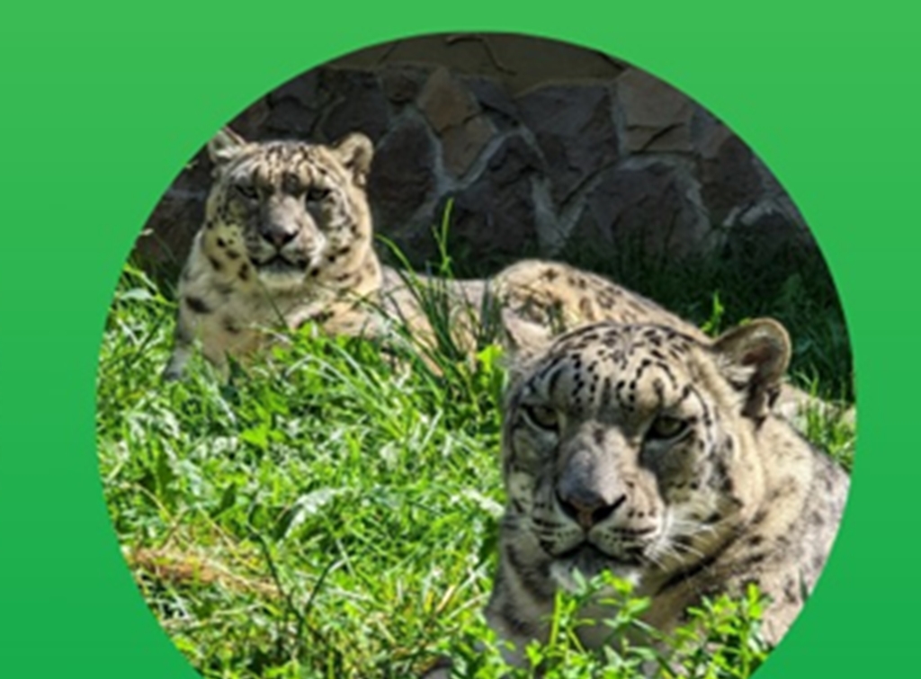 Amalia și Aslan, sărbătoriți de Ziua Internațională a Leopardului ...