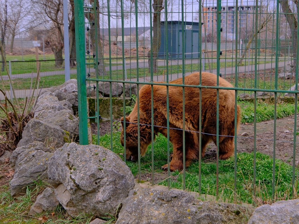 Aglomerație la Grădina Zoologică. Oamenii vor să vadă ursul ieșind din ...