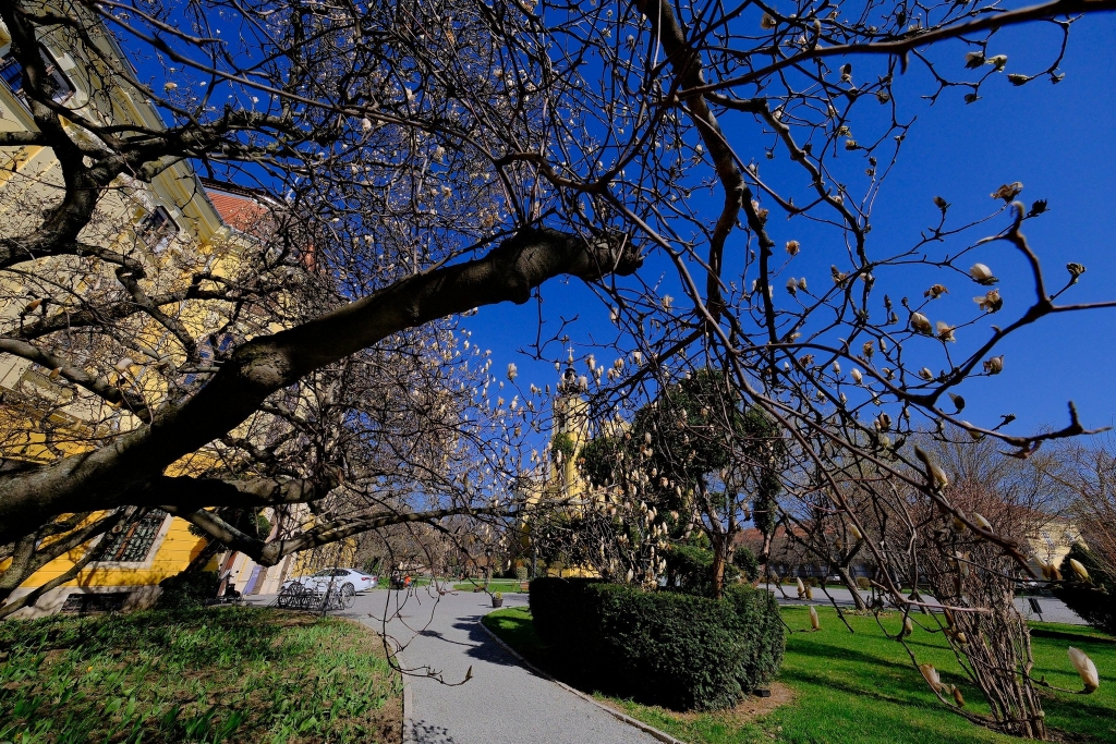 Spectacolul primăverii. Au început să înflorească magnoliile în Oradea ...