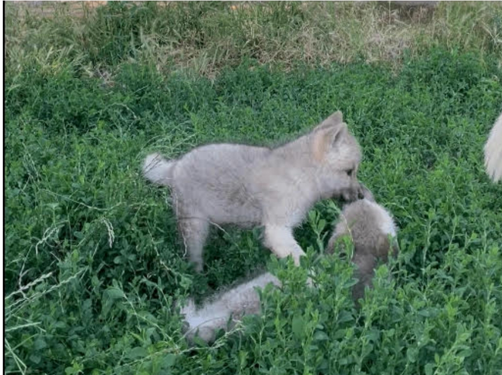 Premieră la Zoo Oradea: s-au născut primii pui de lup arctic din ...