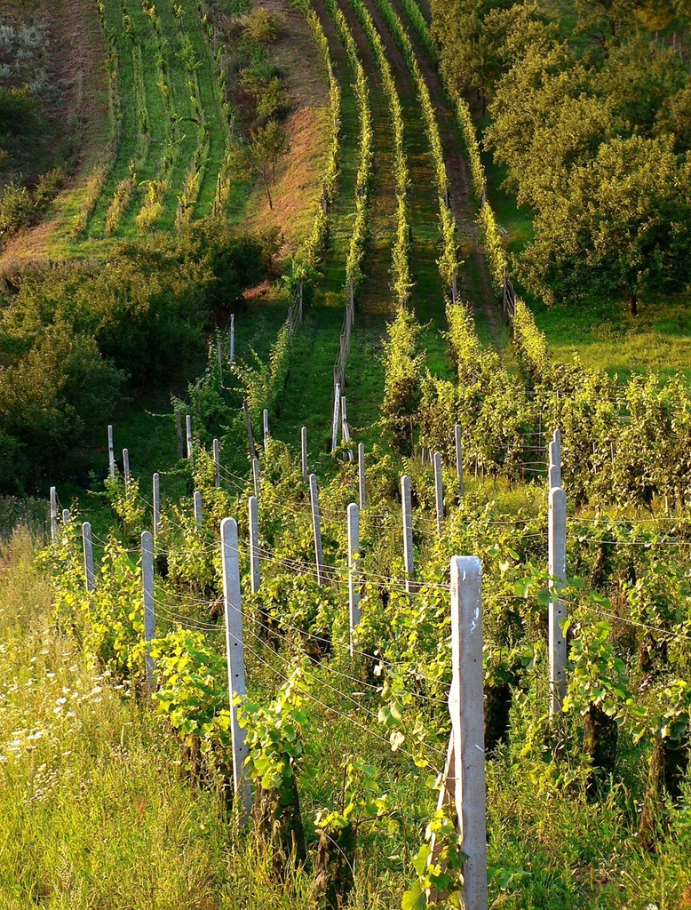 Culesul de toamnă... făcut de alții! - Radio Romania Cluj